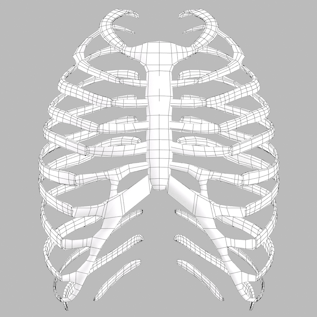 3d Sternum Ribs