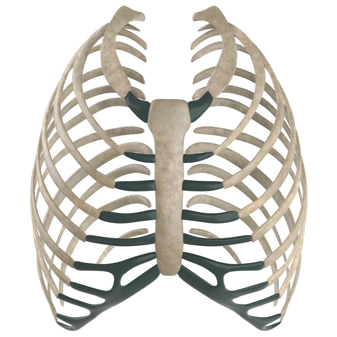 3d Sternum Ribs