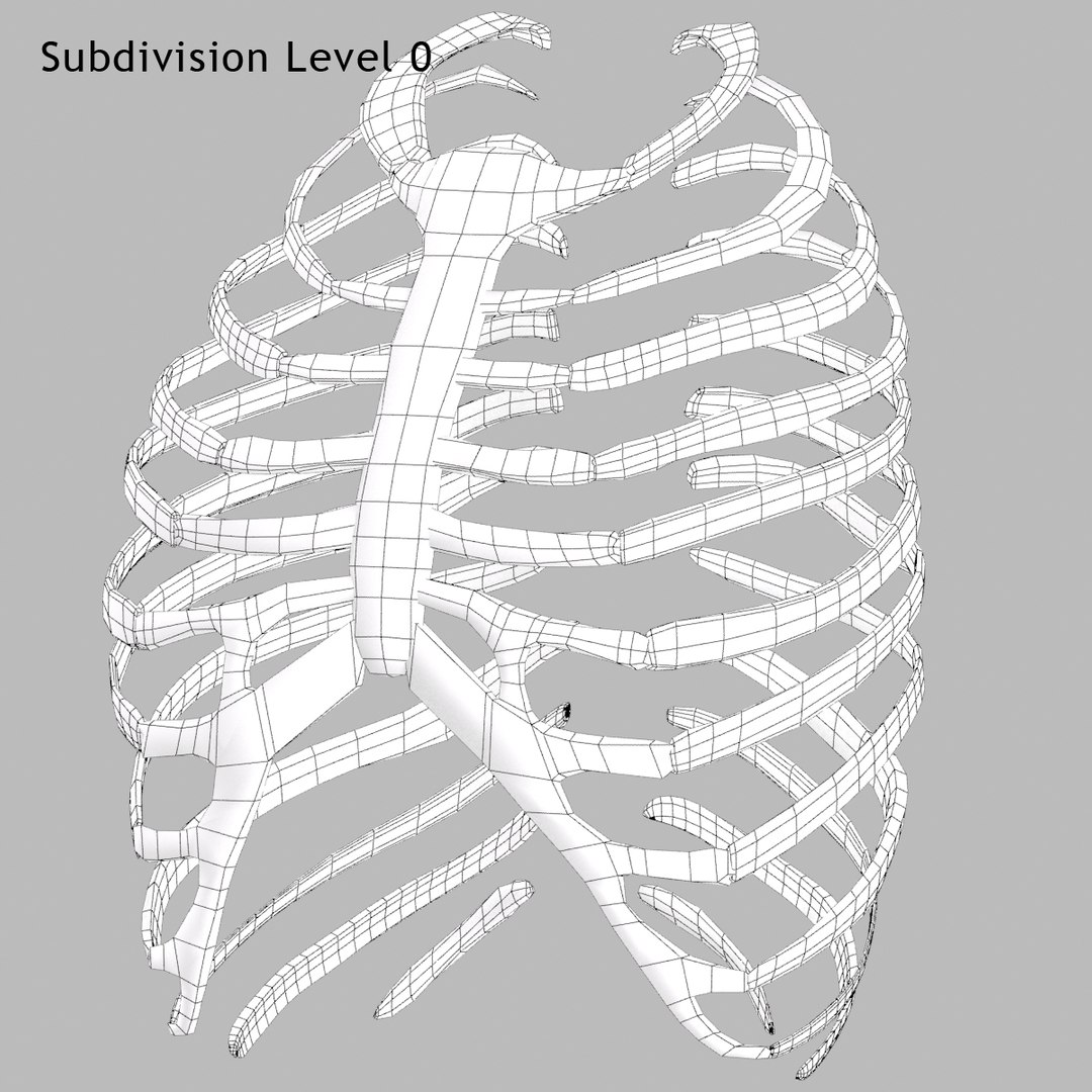 3d Sternum Ribs