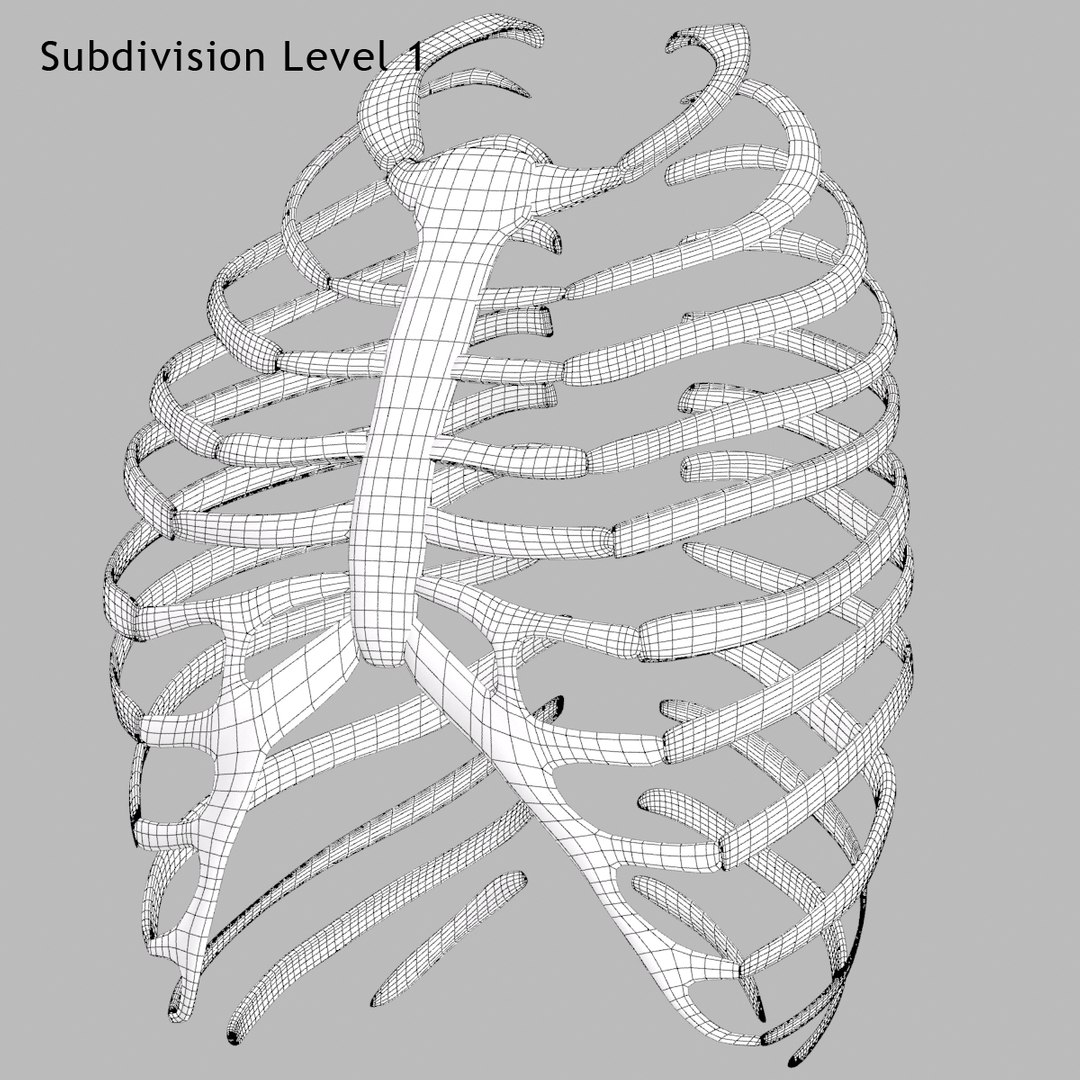 3d Sternum Ribs