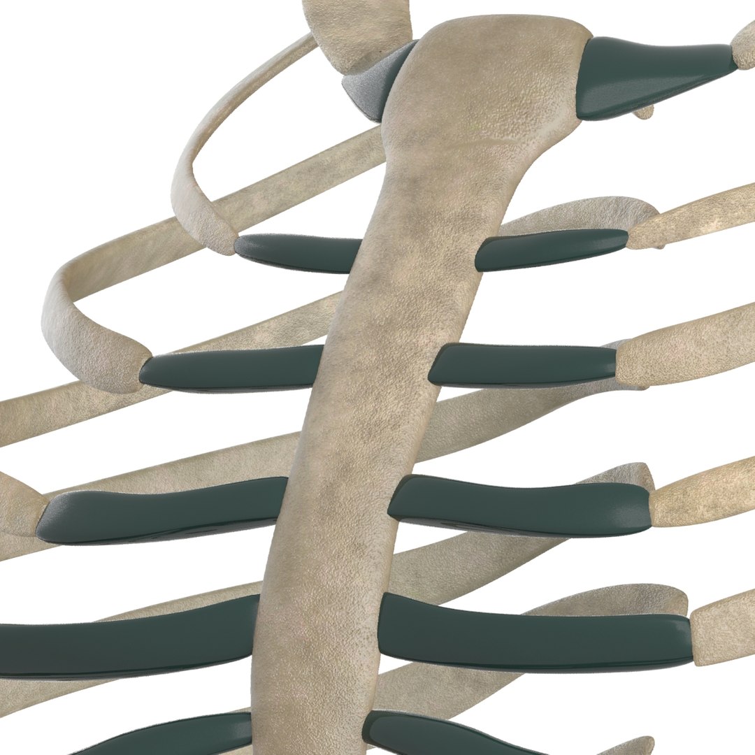 3d Sternum Ribs