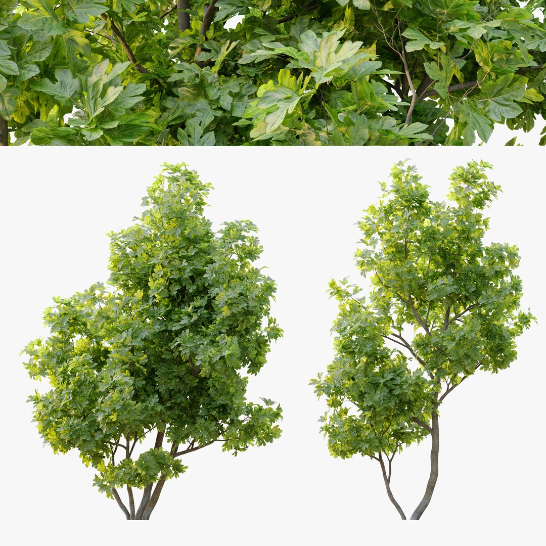 Fig Tree 02 Model - TurboSquid 1955433