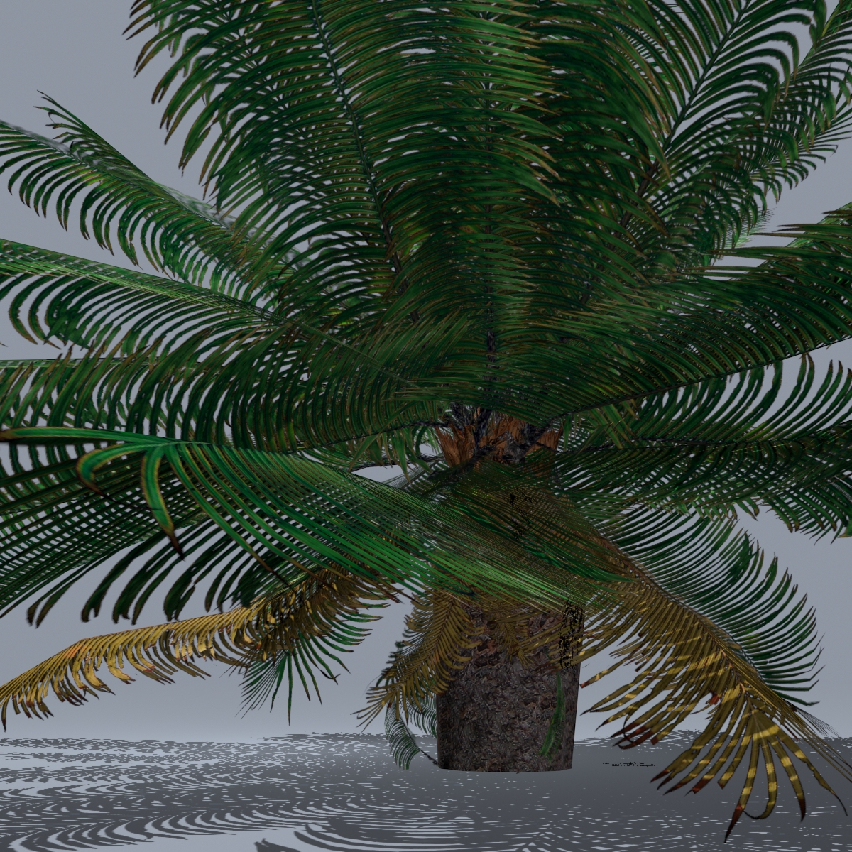 3d model cycas revoluta tree