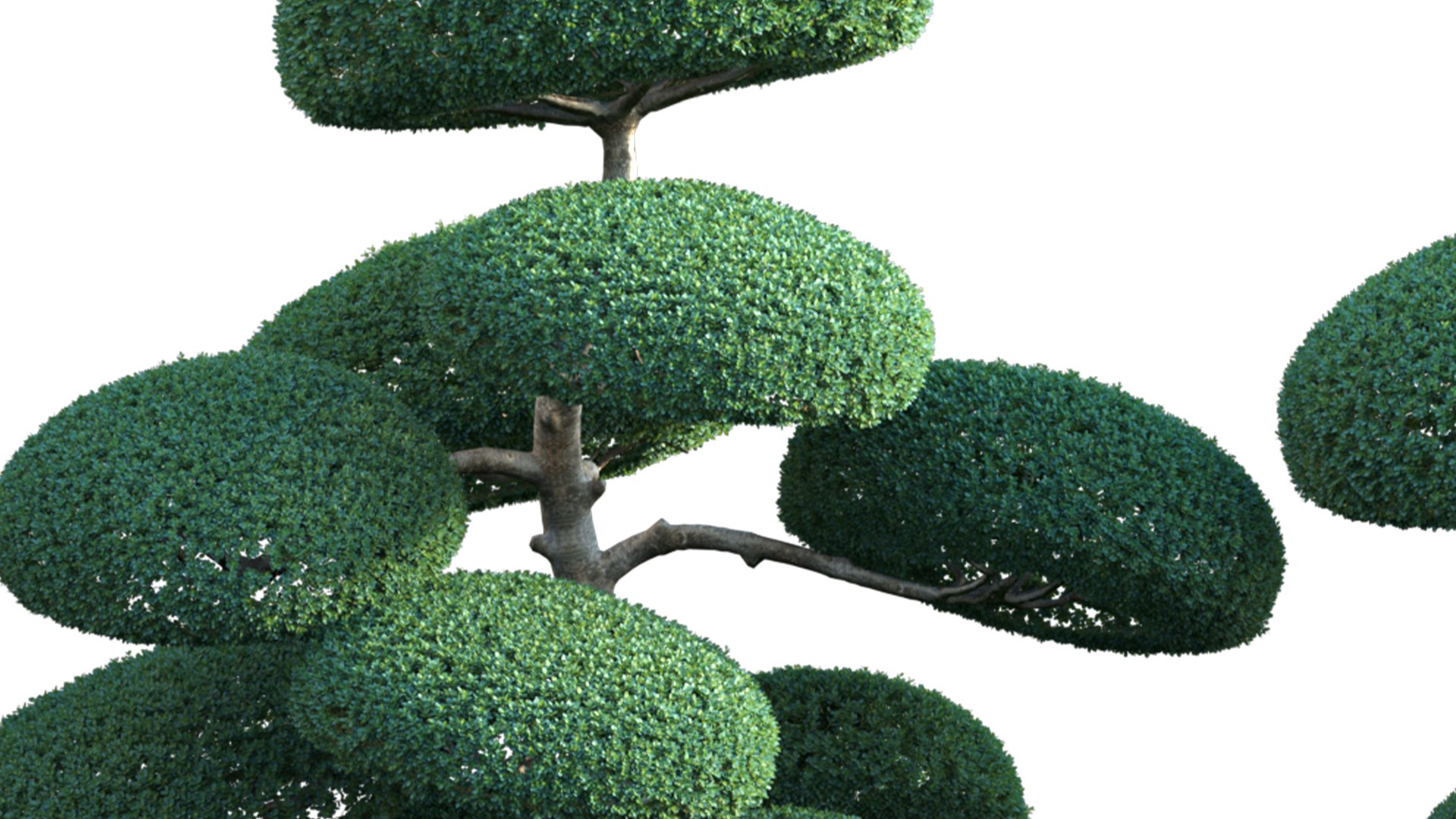 Ilex Crenata - Box Leaved Holly - Japanese Holly - 05 3D Model ...