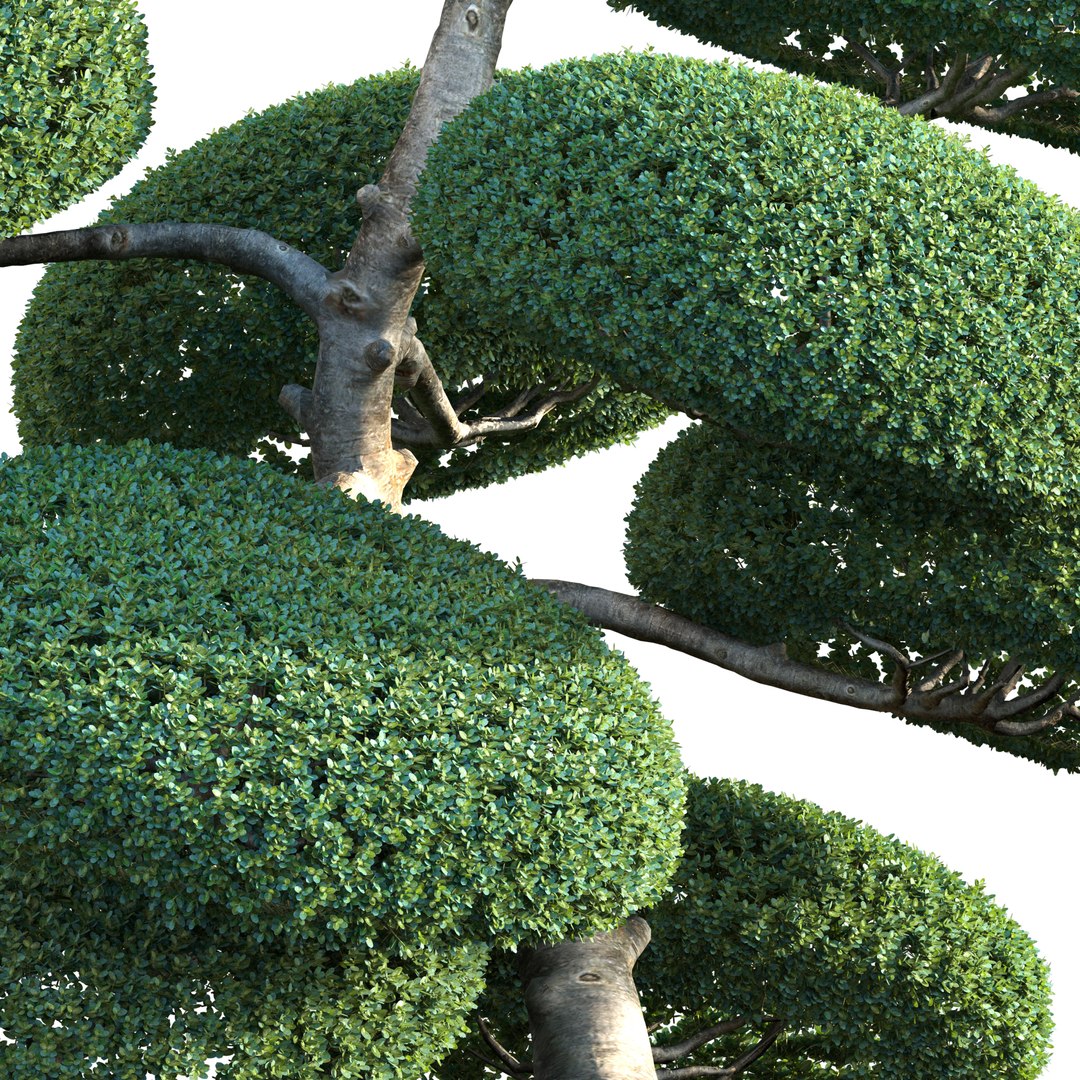 Ilex crenata - Box Leaved Holly - Japanese Holly - 05 3D model - TurboSquid 1945778