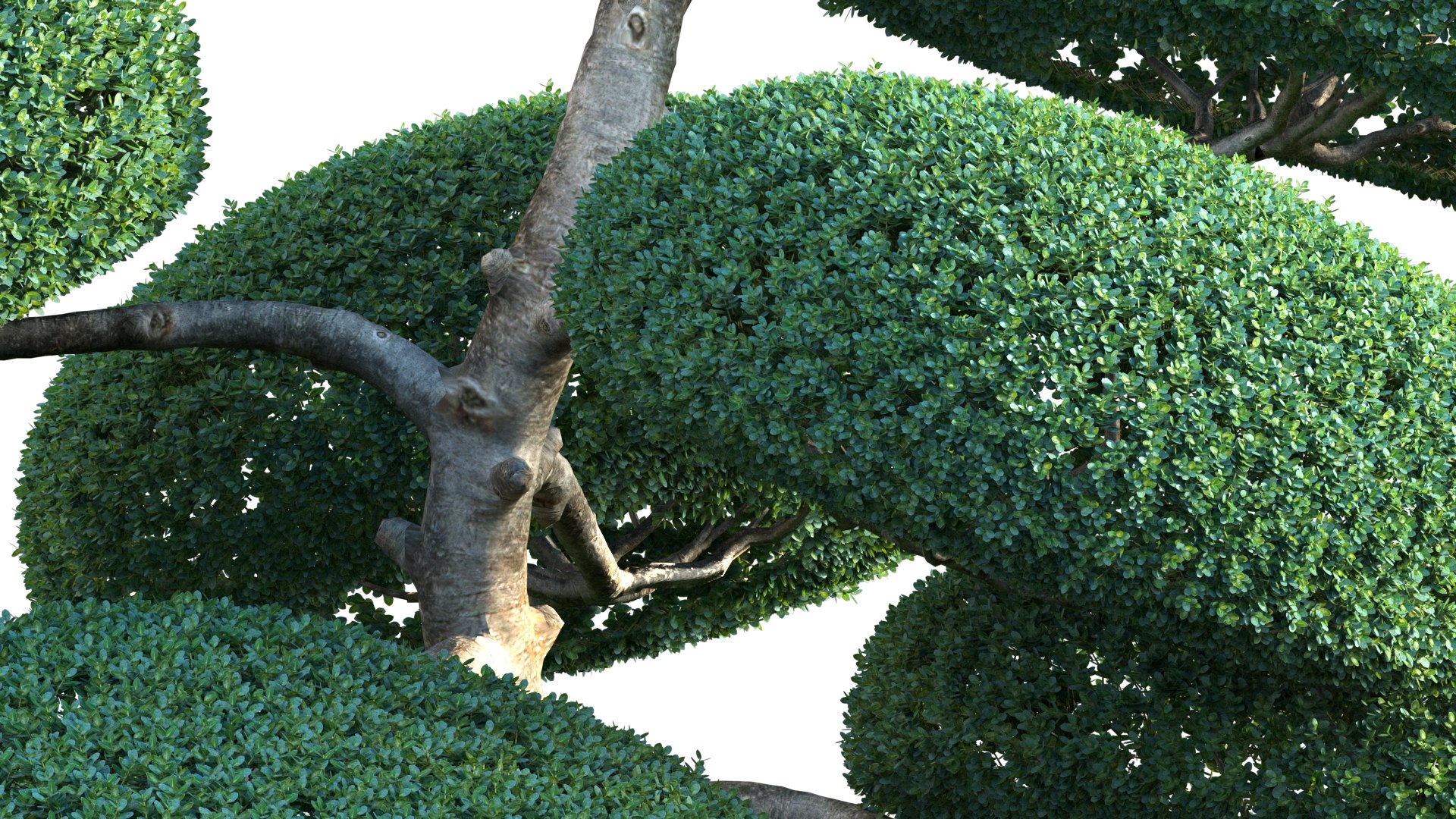 Ilex Crenata - Box Leaved Holly - Japanese Holly - 05 3D Model ...