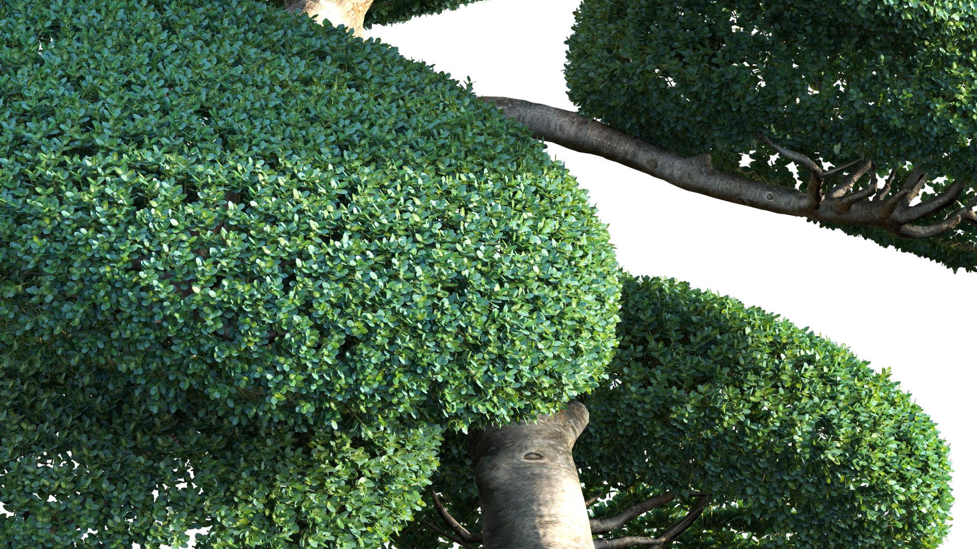 Ilex Crenata - Box Leaved Holly - Japanese Holly - 05 3D Model ...