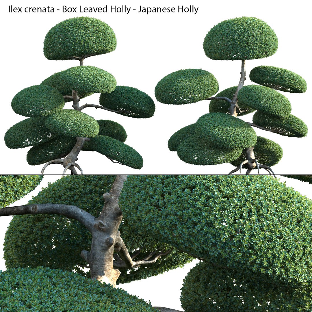 Ilex Crenata - Box Leaved Holly - Japanese Holly - 05 3D Model ...