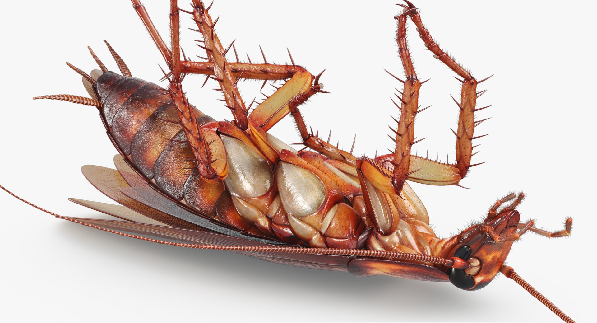 3D fur cockroach american model - TurboSquid 1633168