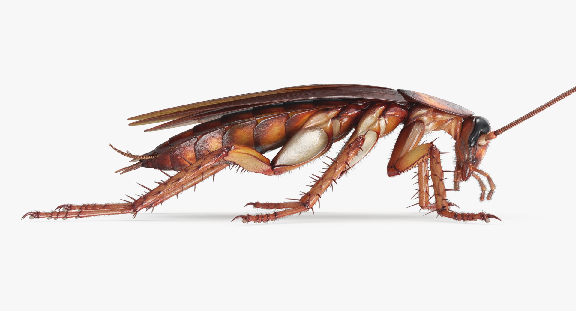 3D fur cockroach american model - TurboSquid 1633168