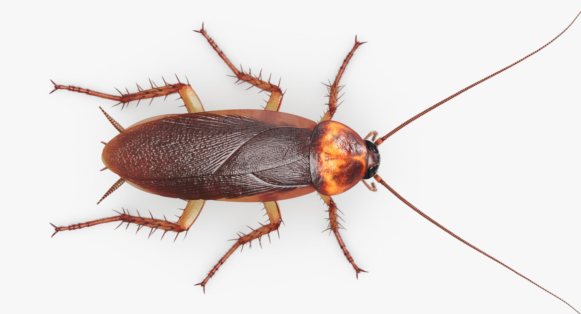 3D fur cockroach american model - TurboSquid 1633168