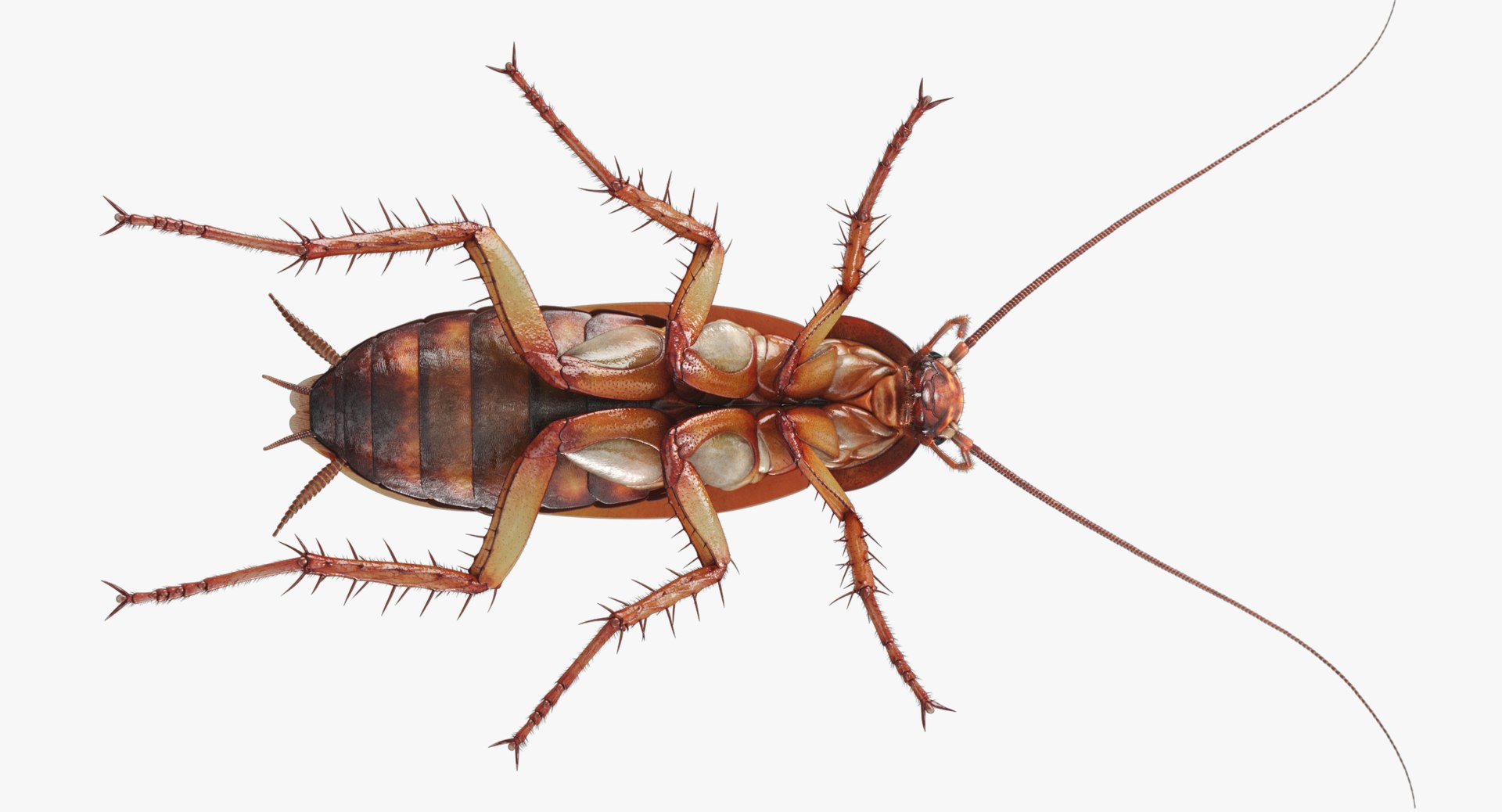 3D fur cockroach american model - TurboSquid 1633168