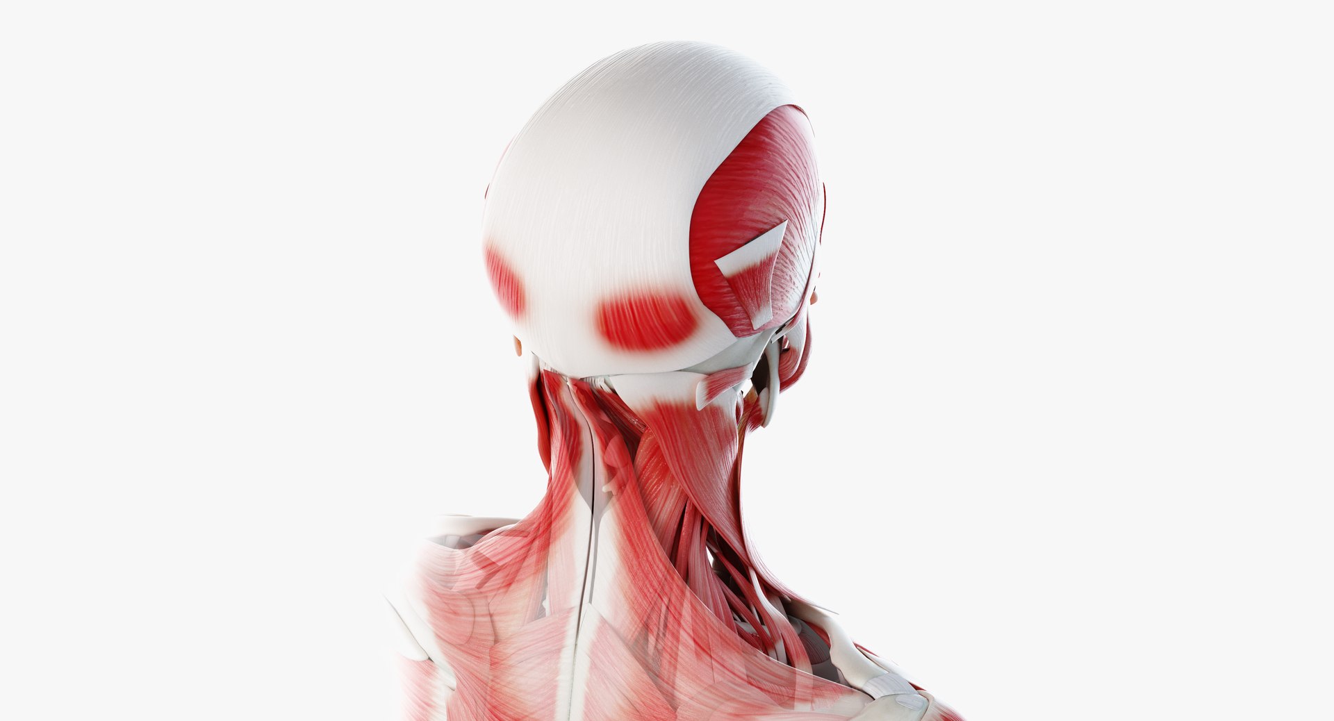 3D model skin obese male skeleton - TurboSquid 1508285