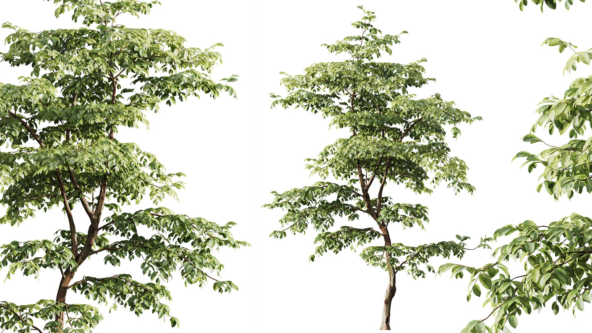 3D AV Water Gum And Carpinus Betulus 3 Trees Model - TurboSquid 2485536