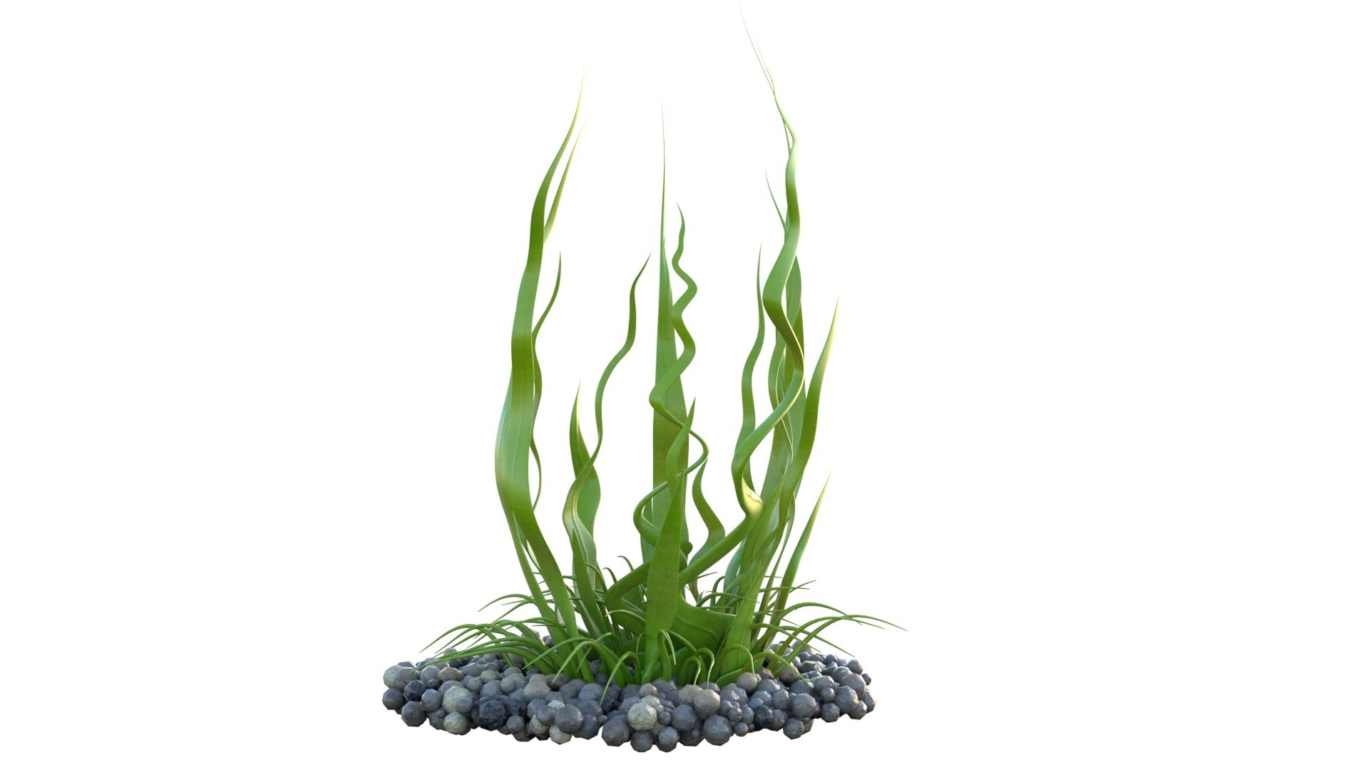 Seaweed 10 3D Model - TurboSquid 2457388