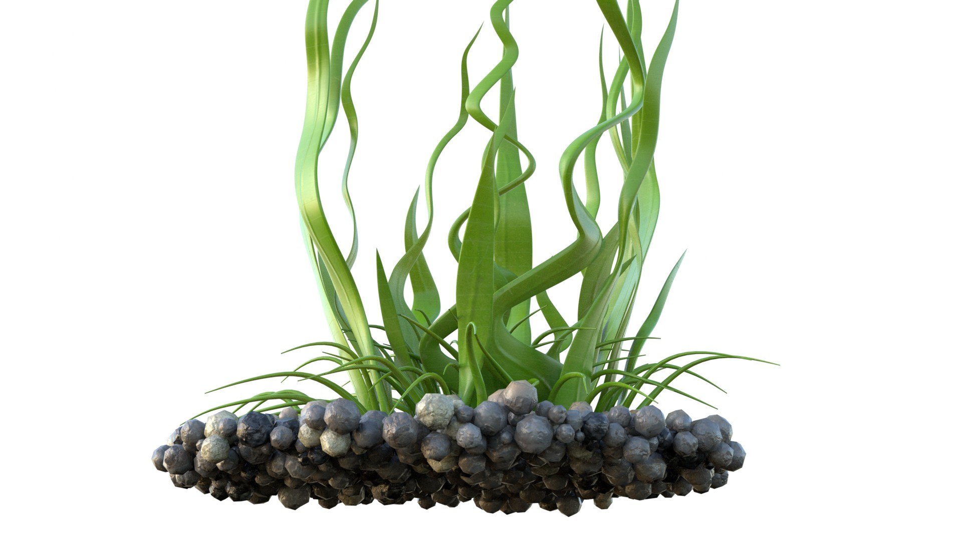 Seaweed 10 3D Model - TurboSquid 2457388
