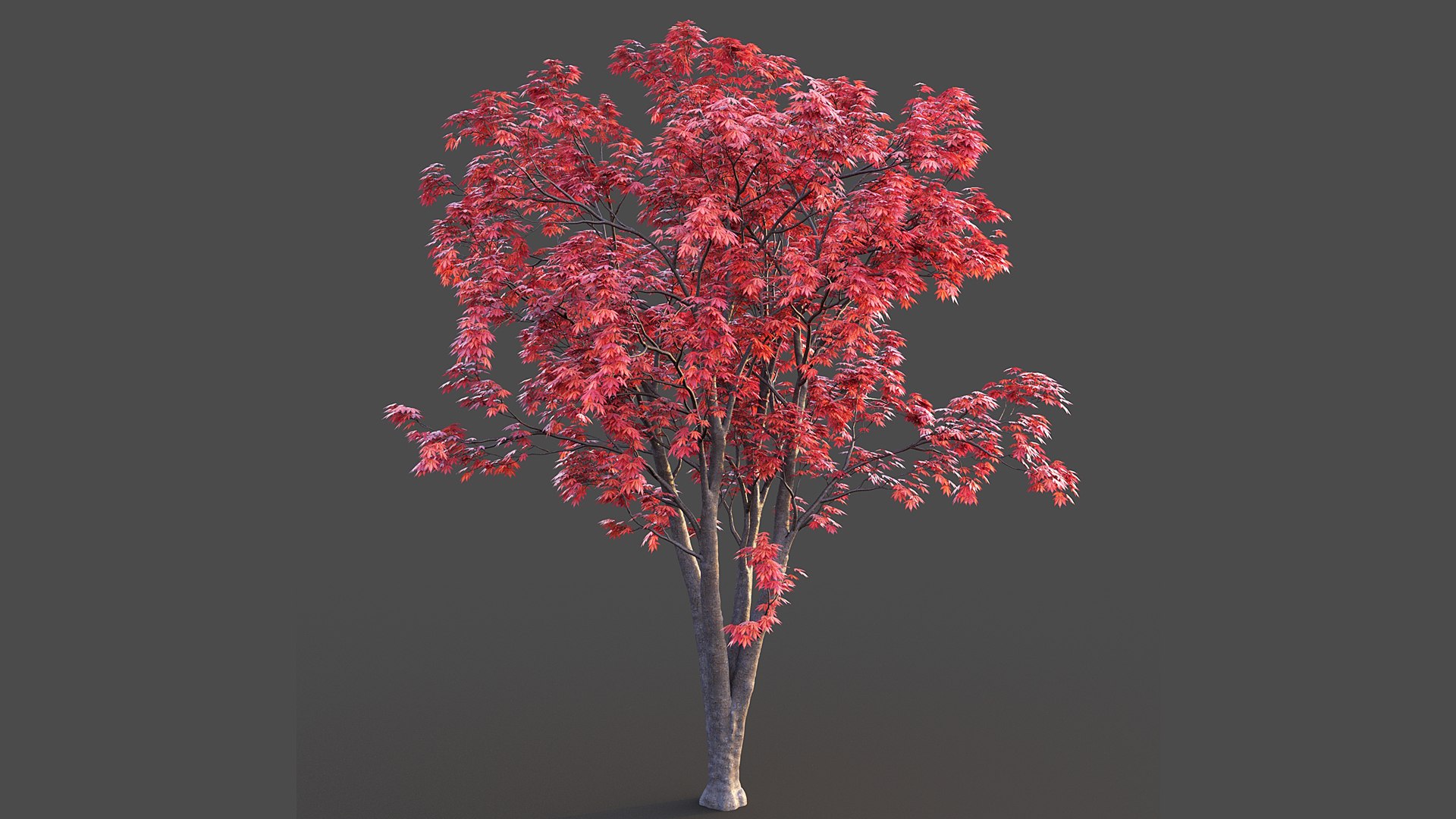 3D Model Japanese Maple - TurboSquid 2037276