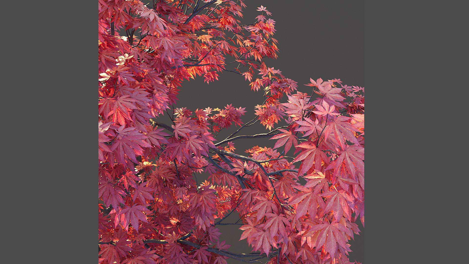 3D Model Japanese Maple - TurboSquid 2037276