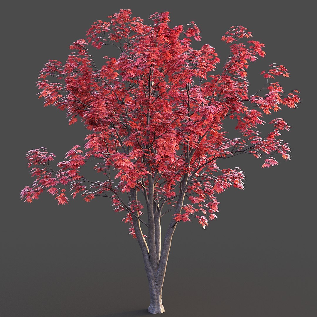 3D Model Japanese Maple - TurboSquid 2037276