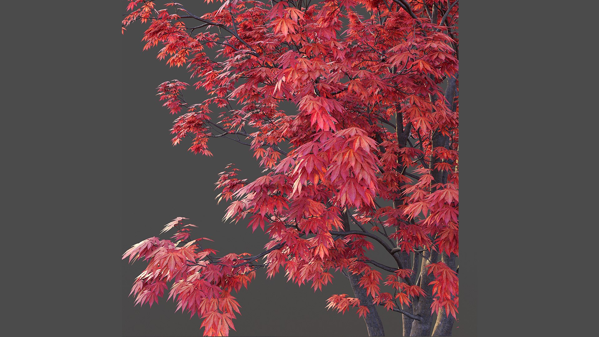 3D Model Japanese Maple - TurboSquid 2037276