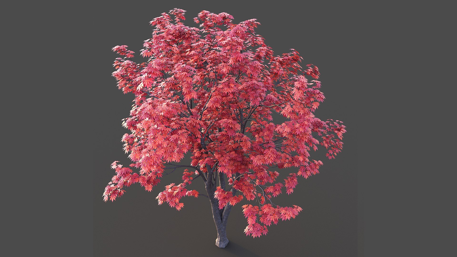 3D Model Japanese Maple - TurboSquid 2037276