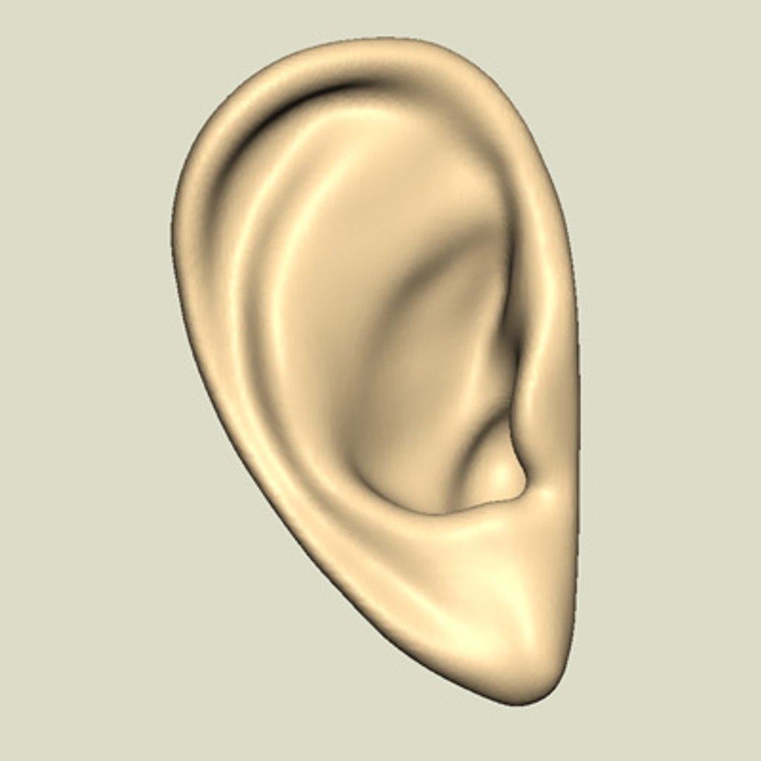 Set Ears 3d Model