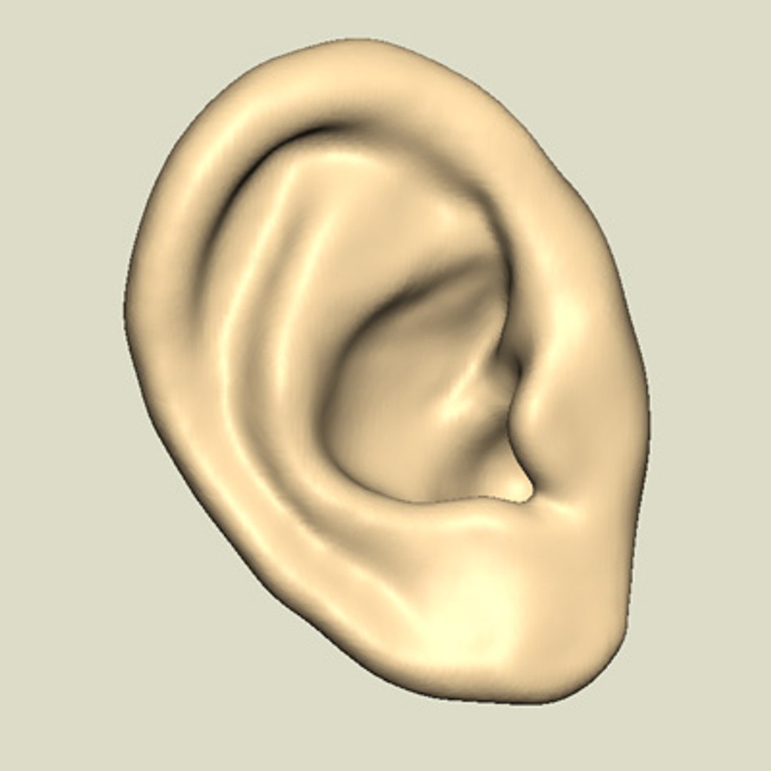 Set Ears 3d Model
