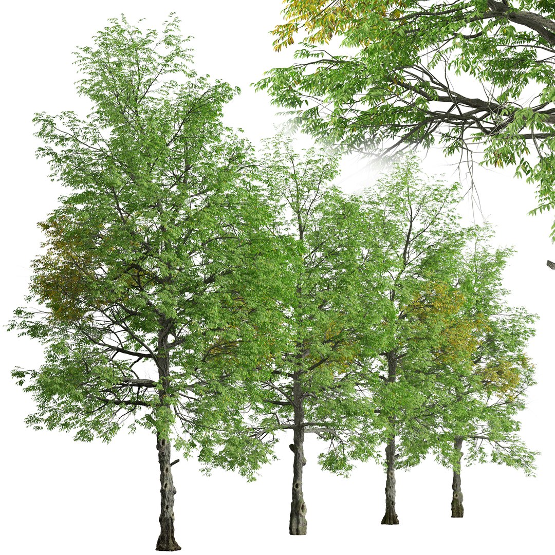 Set Of Black Ash Or Fraxinus Nigra Tree 3D Model - TurboSquid 1967464