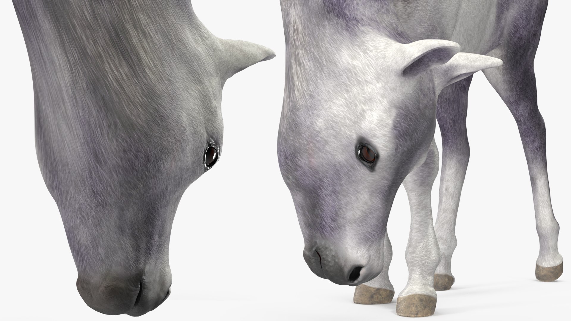 White Shetland Pony In Grazing Pose 3D - TurboSquid 2240518