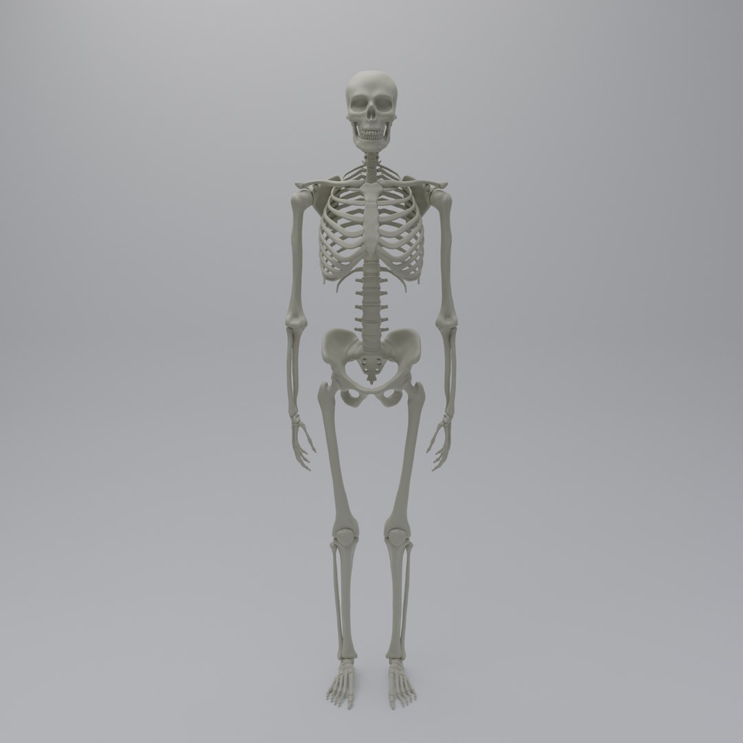 Skeleton 3D - TurboSquid 2087216
