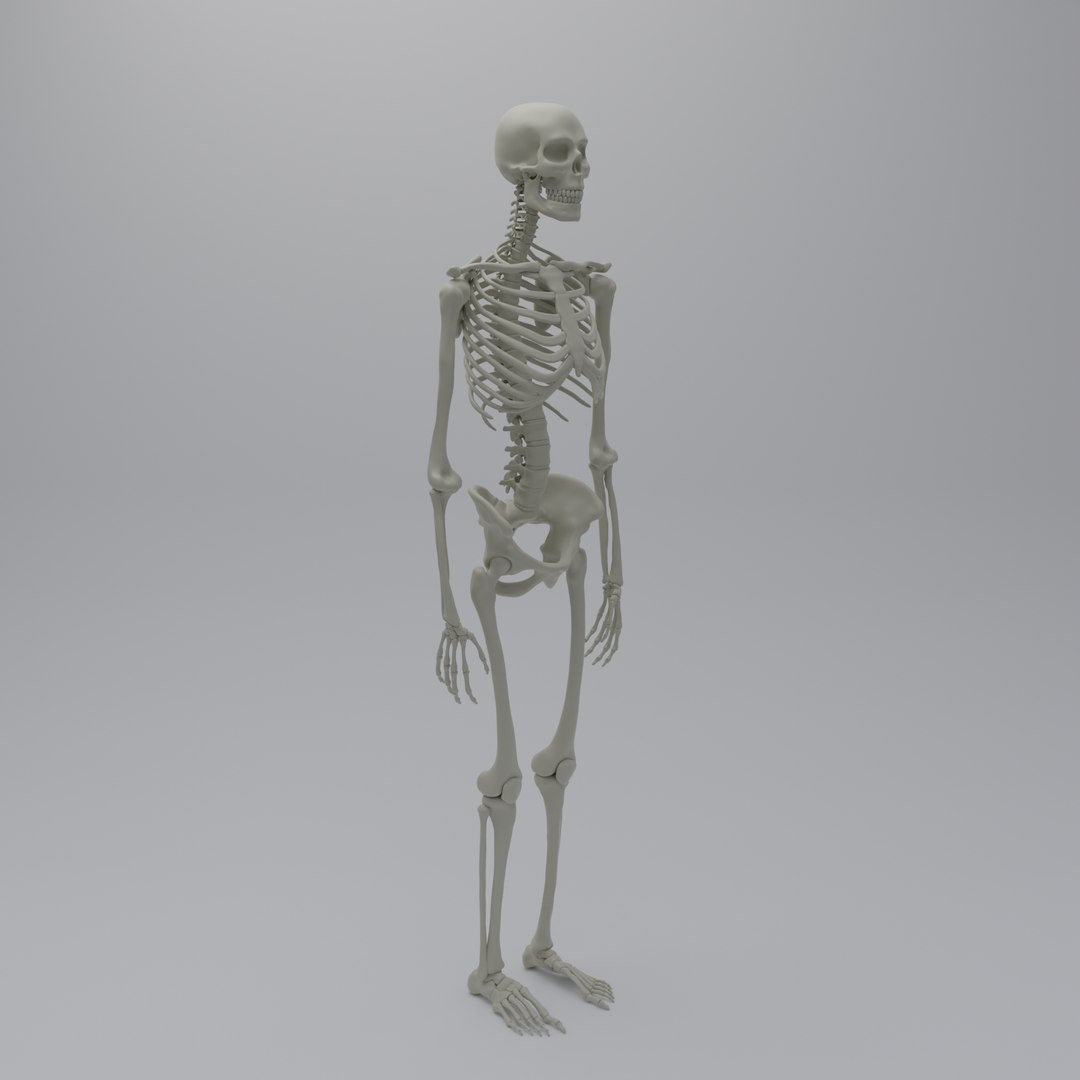 Skeleton 3D - TurboSquid 2087216