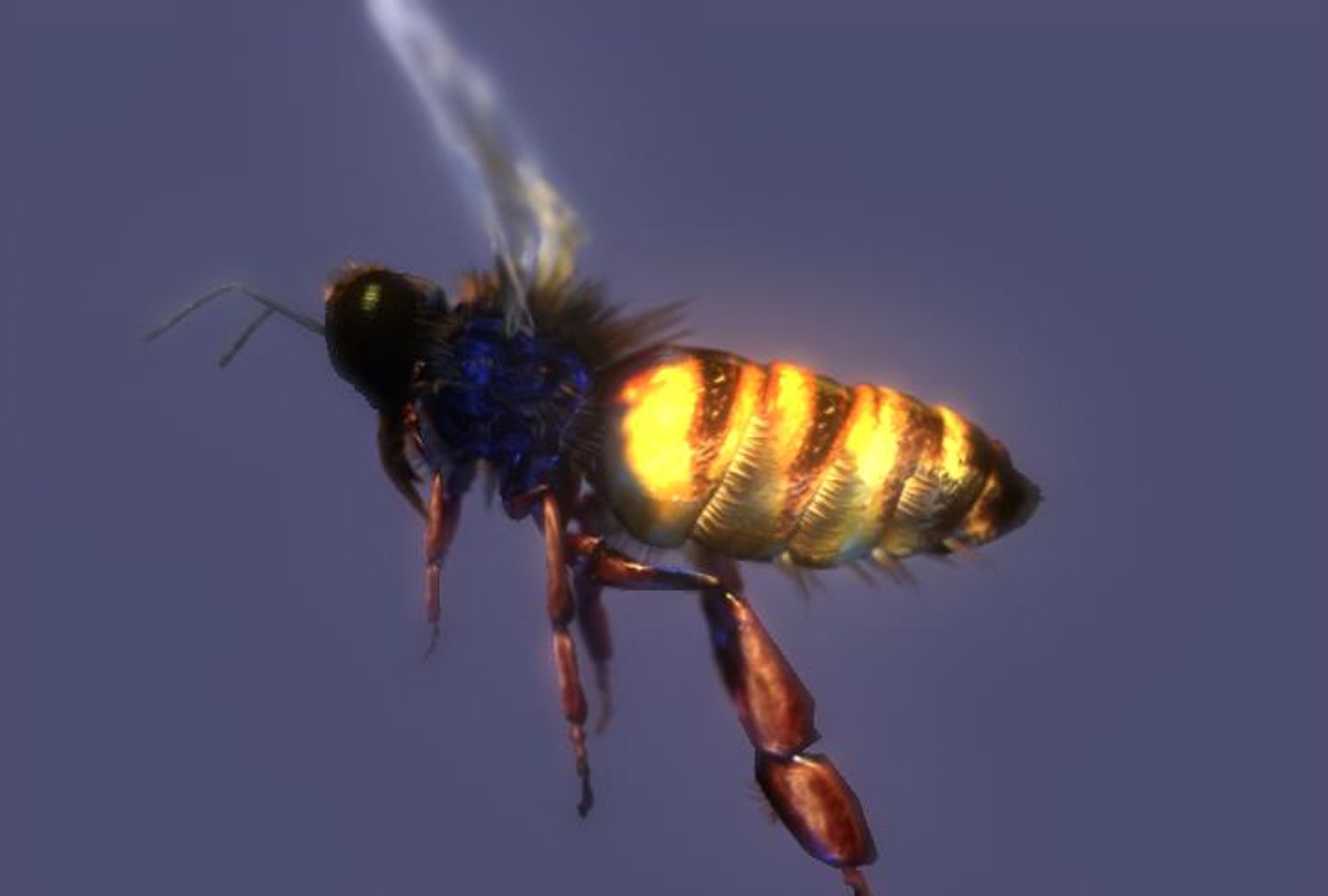 bee wing 3d model
