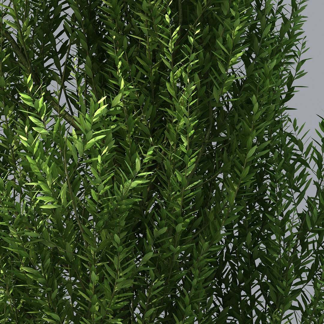 Tree scatter 3D model - TurboSquid 1173429