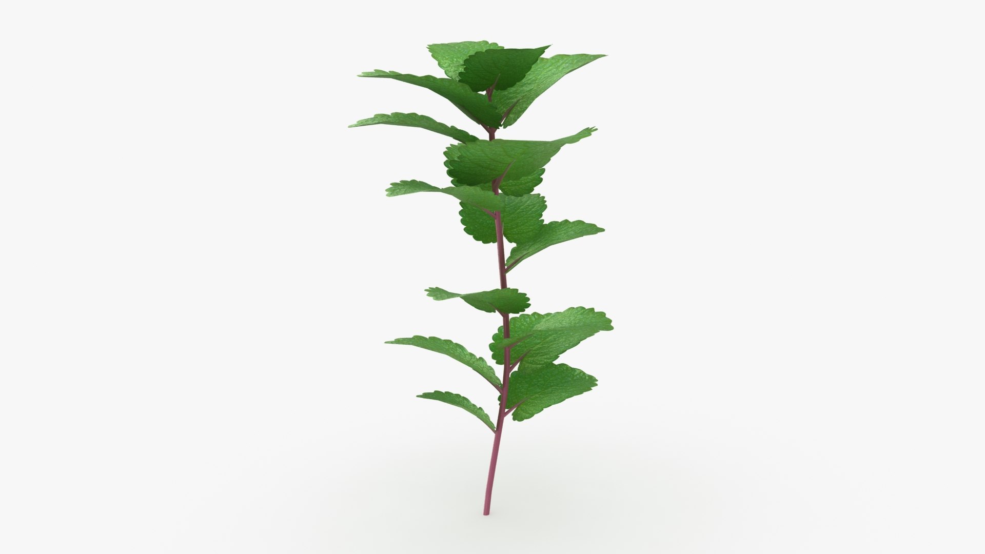Mint Leaves Model - TurboSquid 1962995