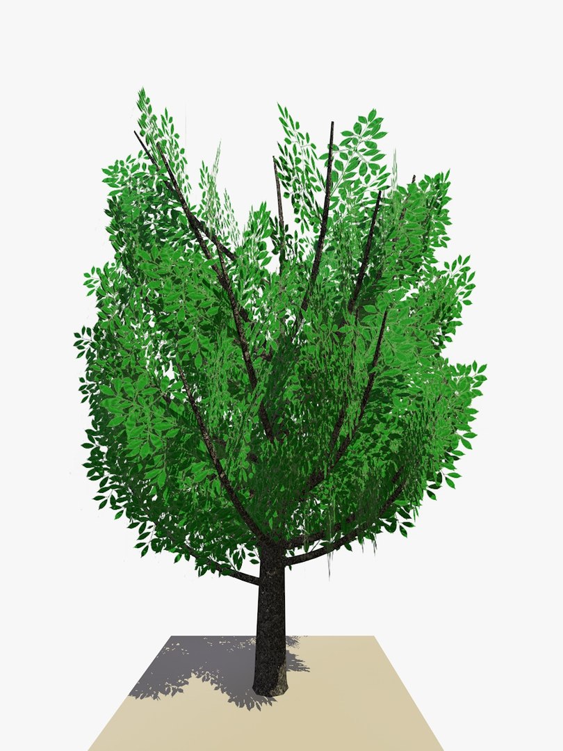 Tree Animations 3d C4d