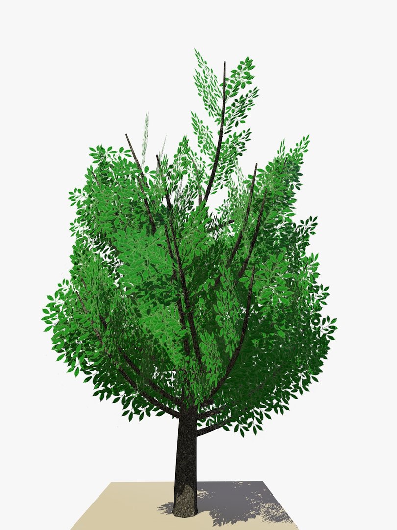 Tree Animations 3d C4d