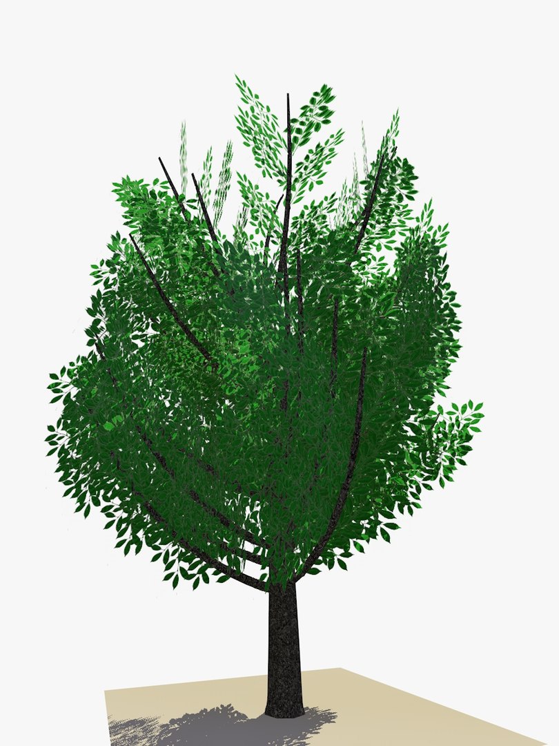 Tree Animations 3d C4d