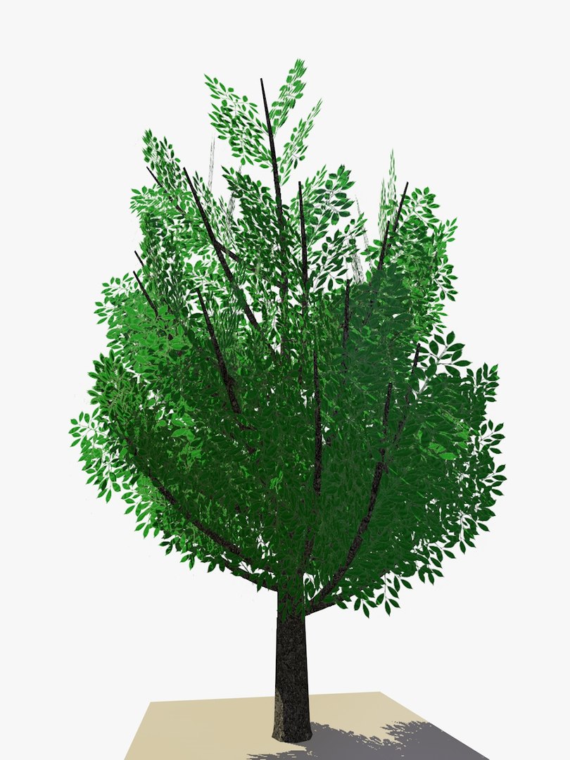 Tree Animations 3d C4d