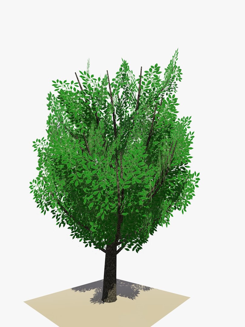Tree Animations 3d C4d