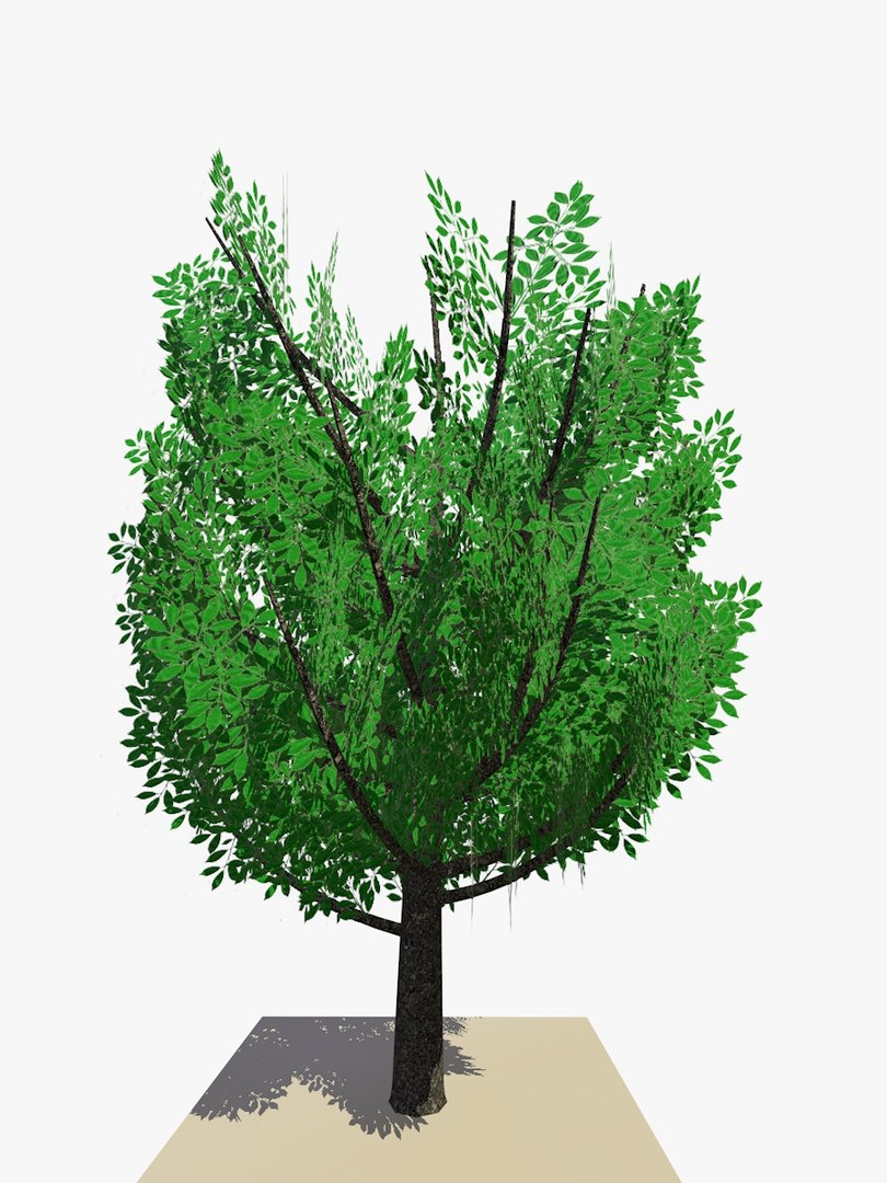Tree Animations 3d C4d
