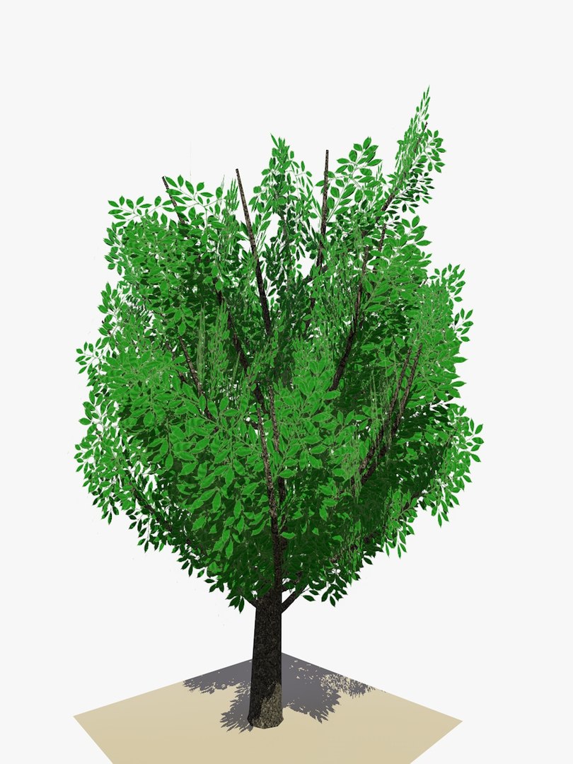 Tree Animations 3d C4d