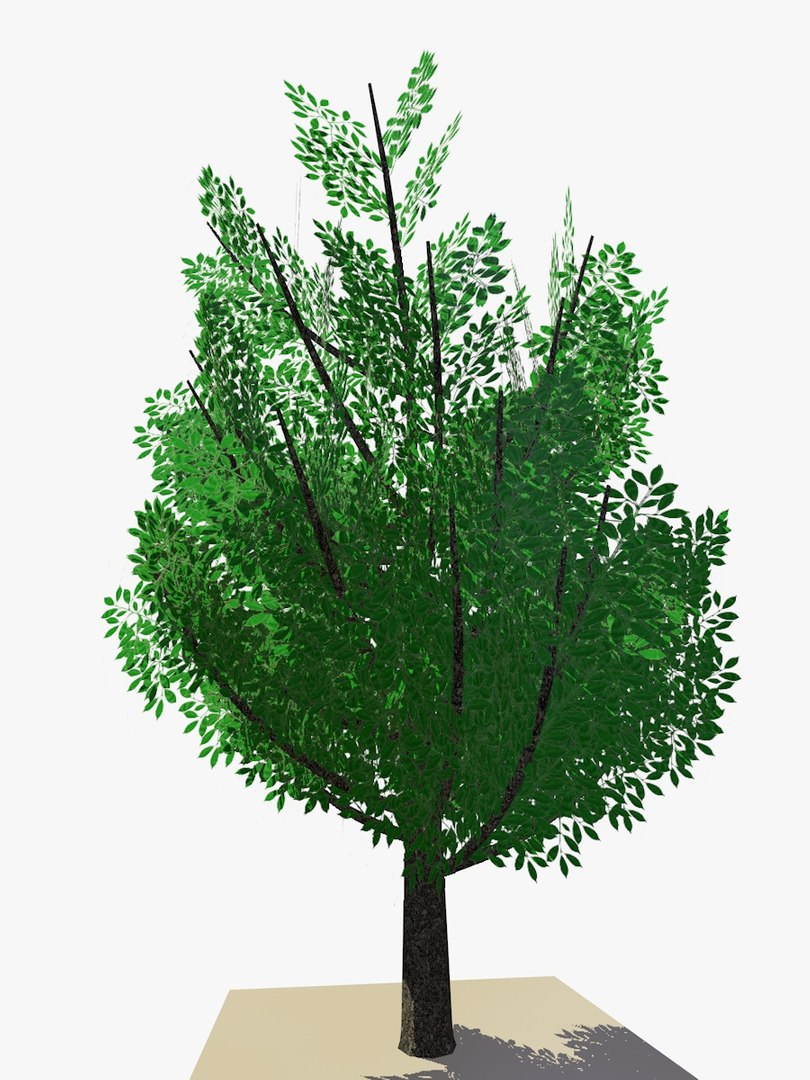 Tree Animations 3d C4d