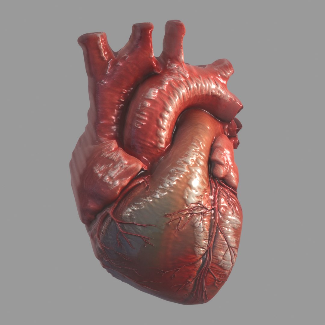 3D Human Heart 2 - TurboSquid 2172098