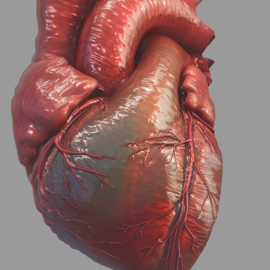 3D Human Heart 2 - TurboSquid 2172098