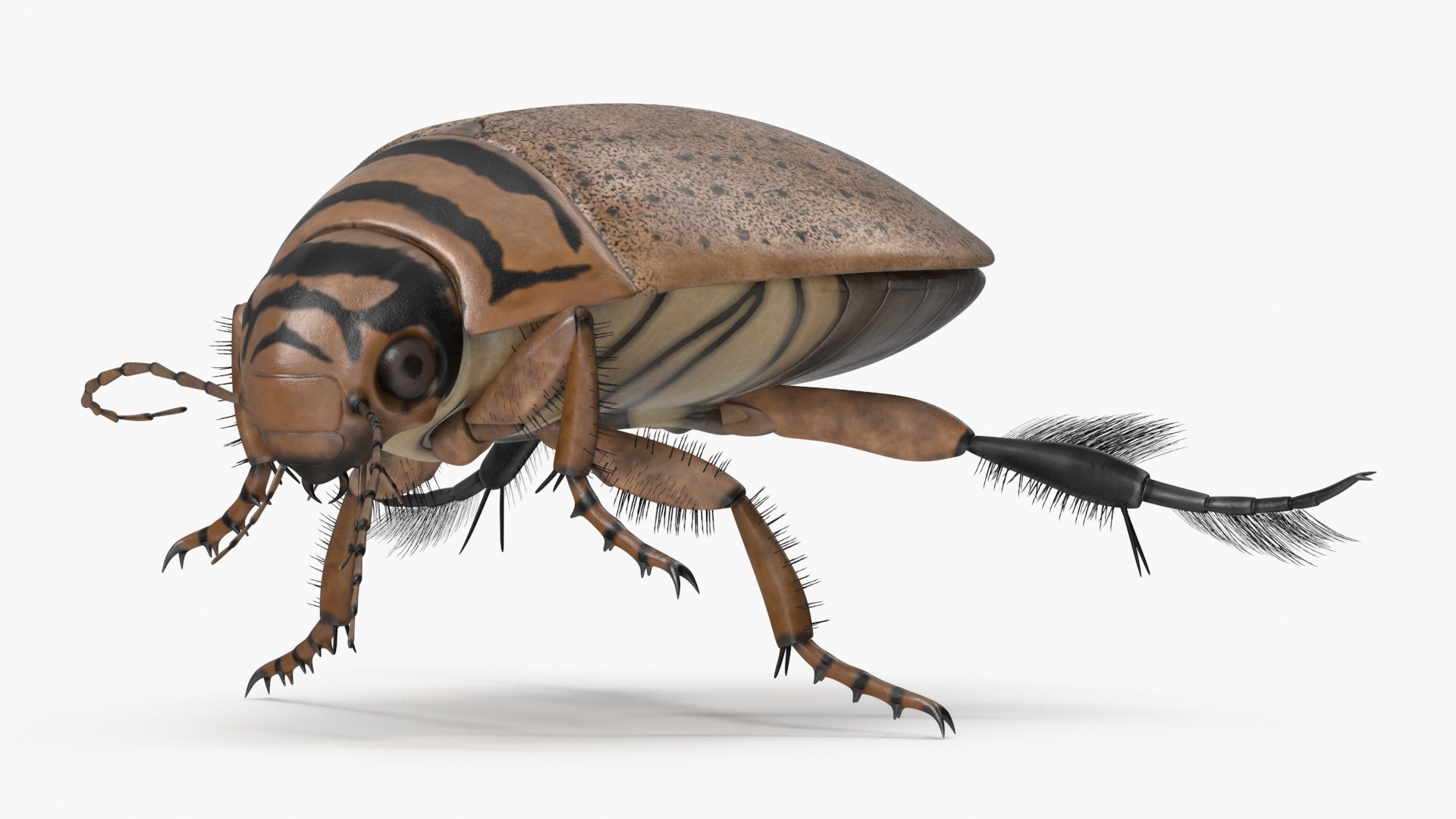 3D Aquatic Beetle Beige Realistic Floating - TurboSquid 2248536