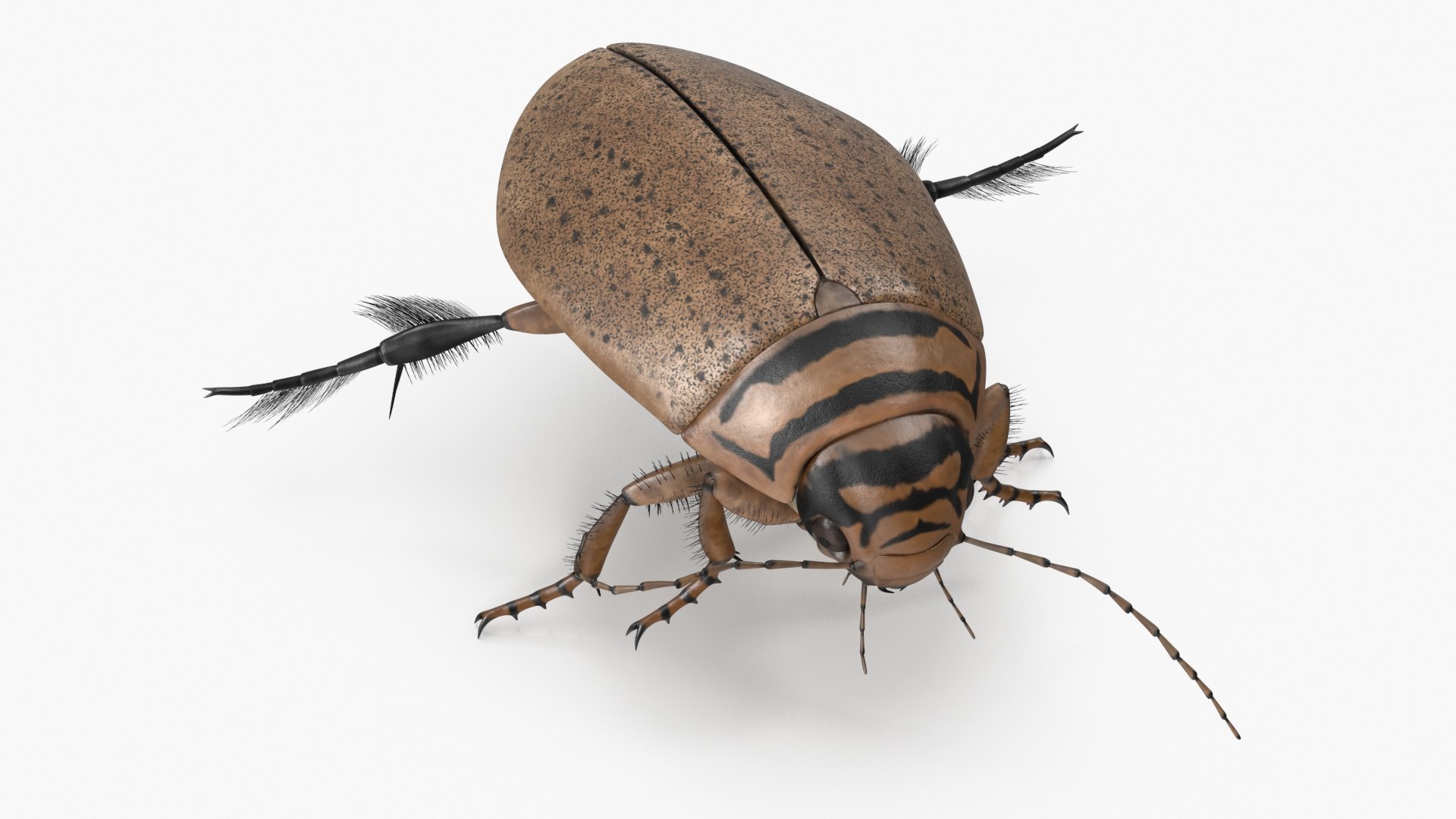 3D Aquatic Beetle Beige Realistic Floating - TurboSquid 2248536