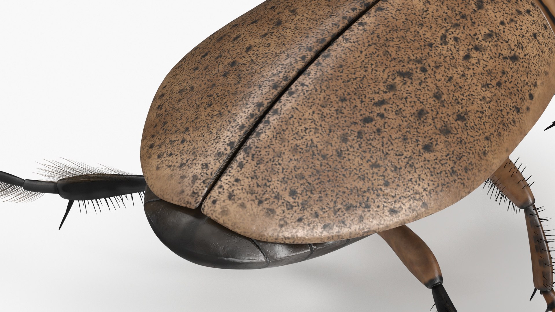 3D Aquatic Beetle Beige Realistic Floating - TurboSquid 2248536