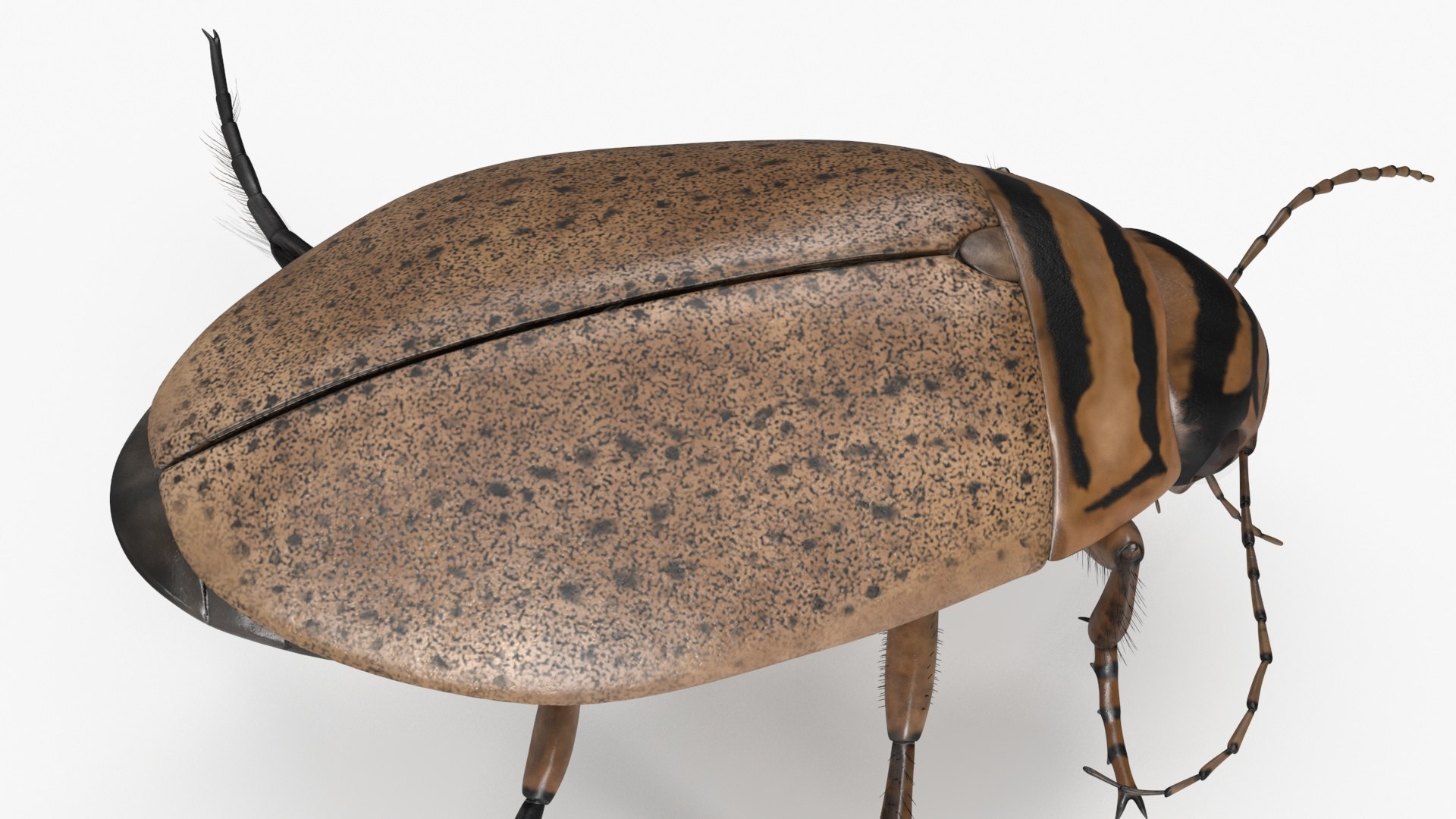 3D Aquatic Beetle Beige Realistic Floating - TurboSquid 2248536