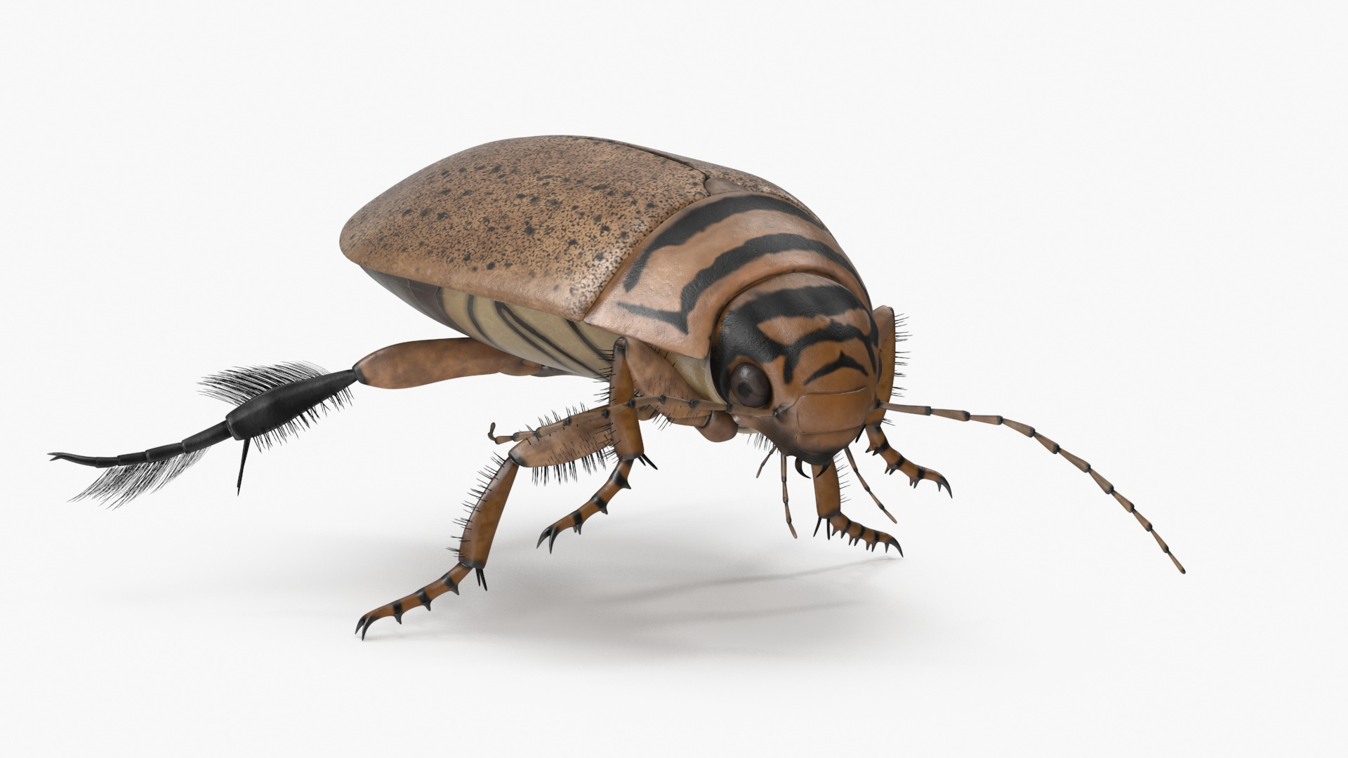 3D Aquatic Beetle Beige Realistic Floating - TurboSquid 2248536