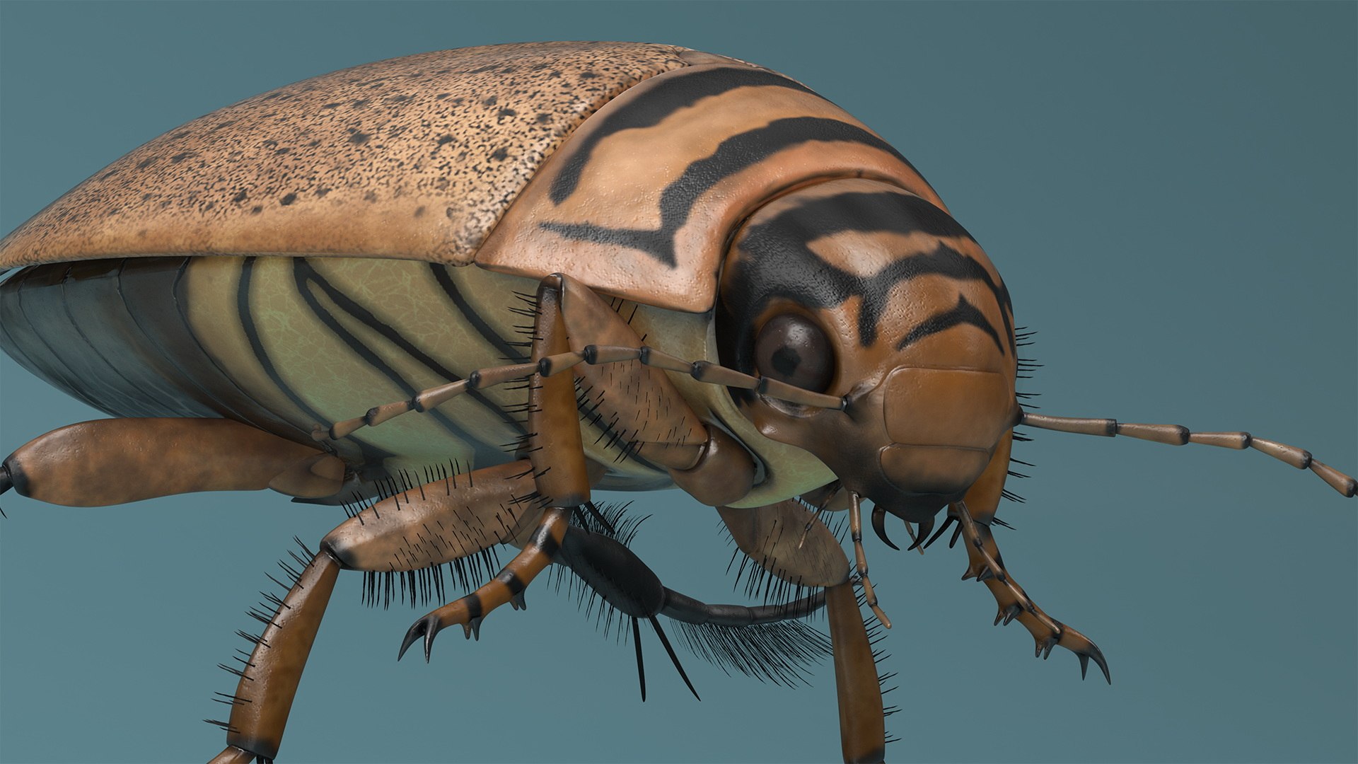 3D Aquatic Beetle Beige Realistic Floating - TurboSquid 2248536